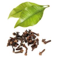 Clove from plant database | PDTDB & Phytochemical and Drug Target DataBase